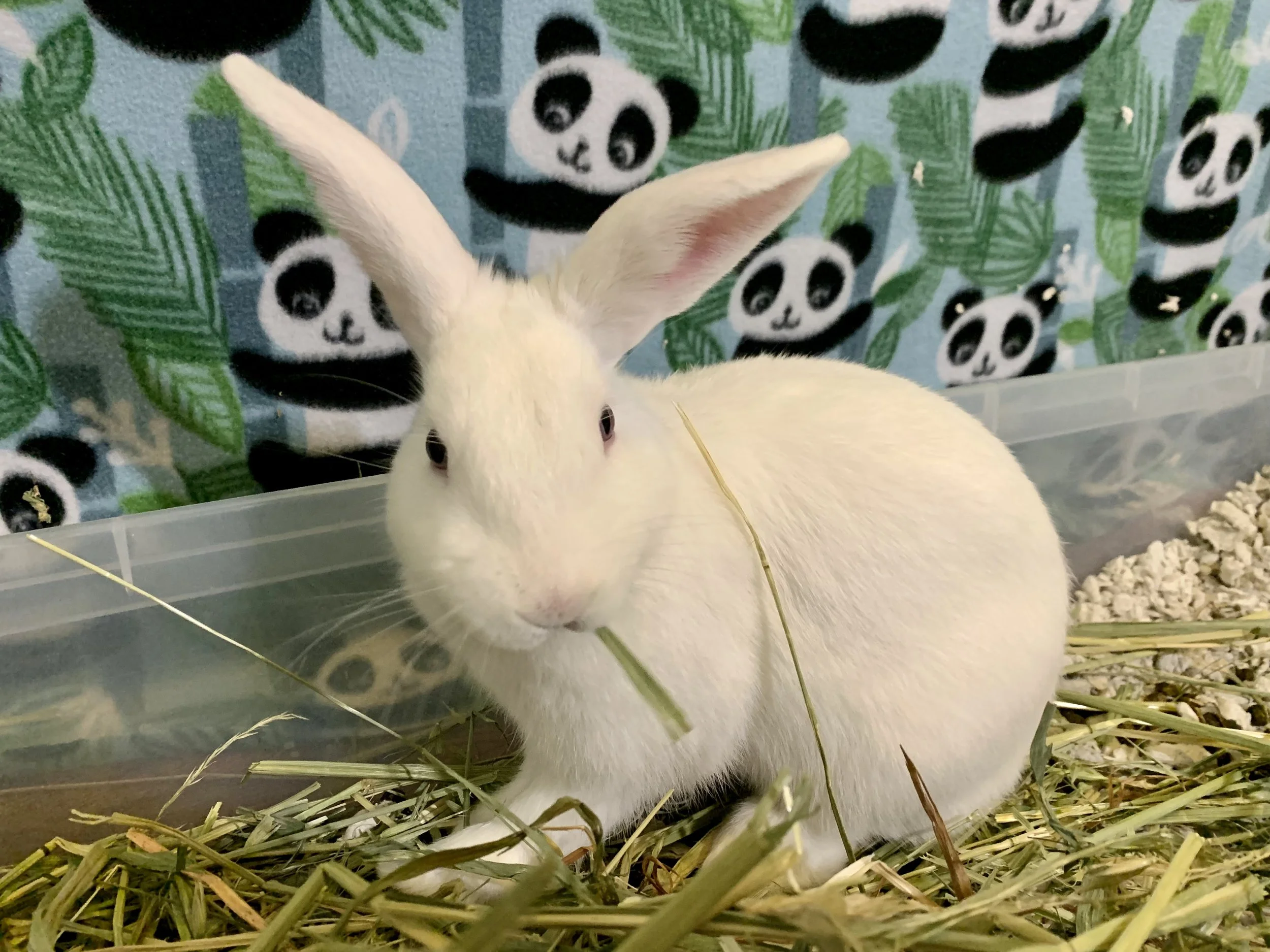 Events — Rabbit Advocates