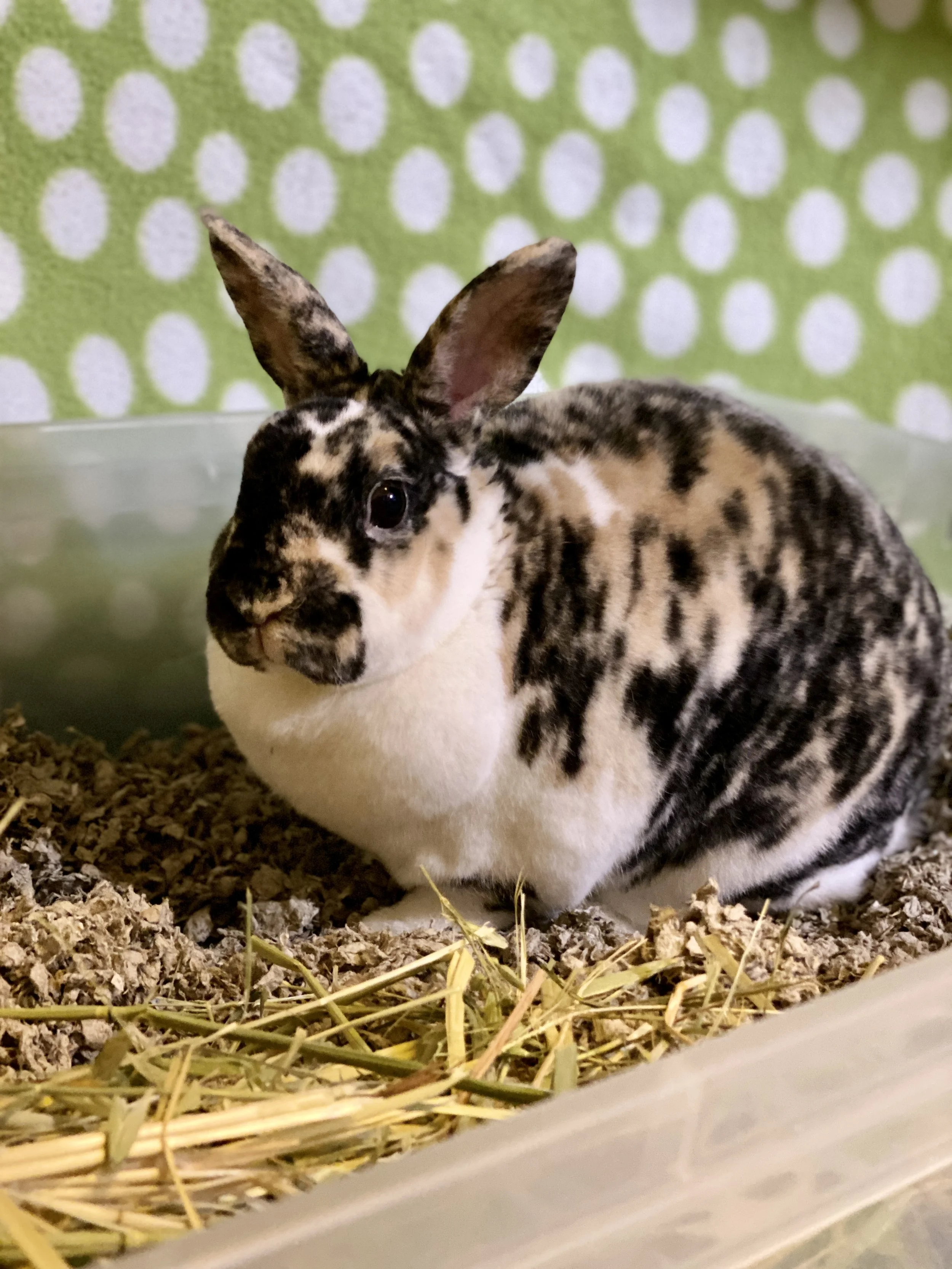 Events — Rabbit Advocates