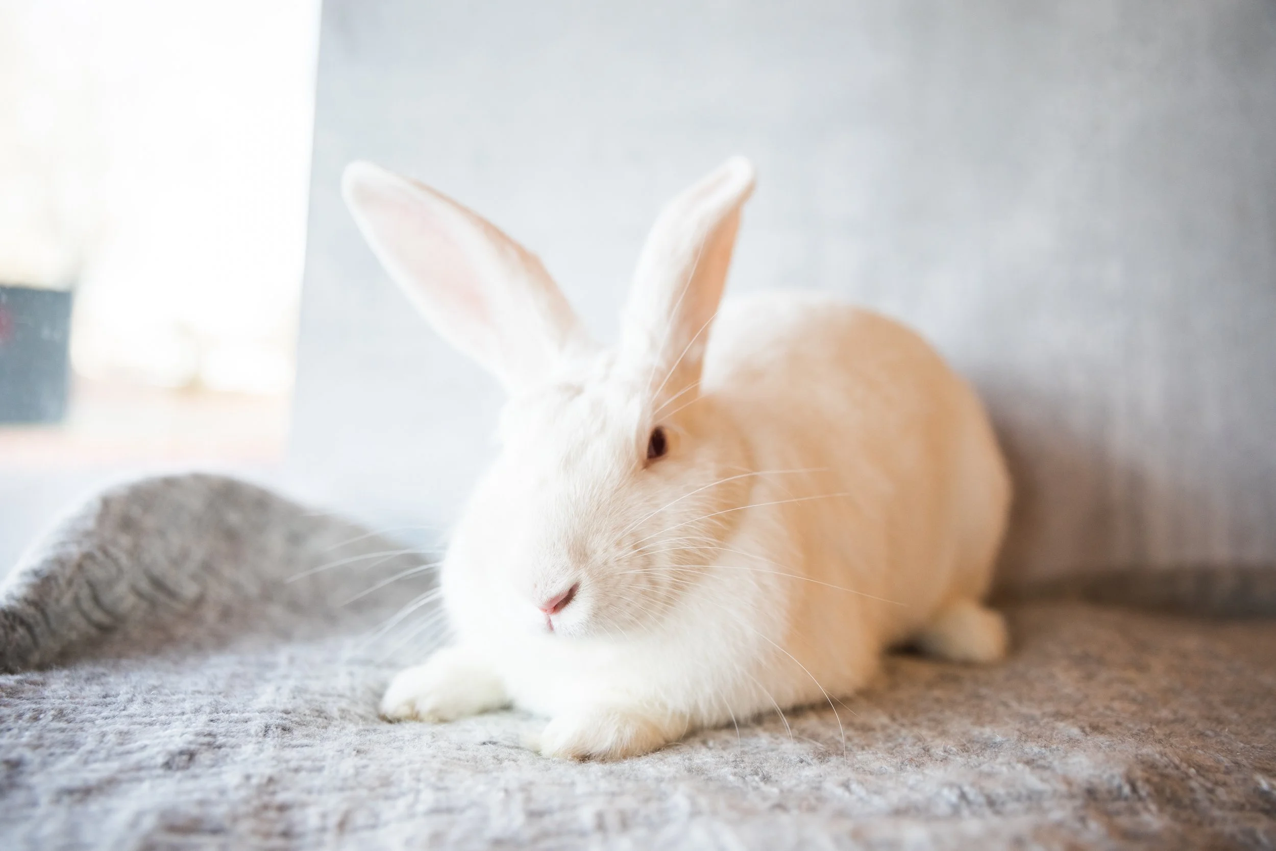 Events — Rabbit Advocates