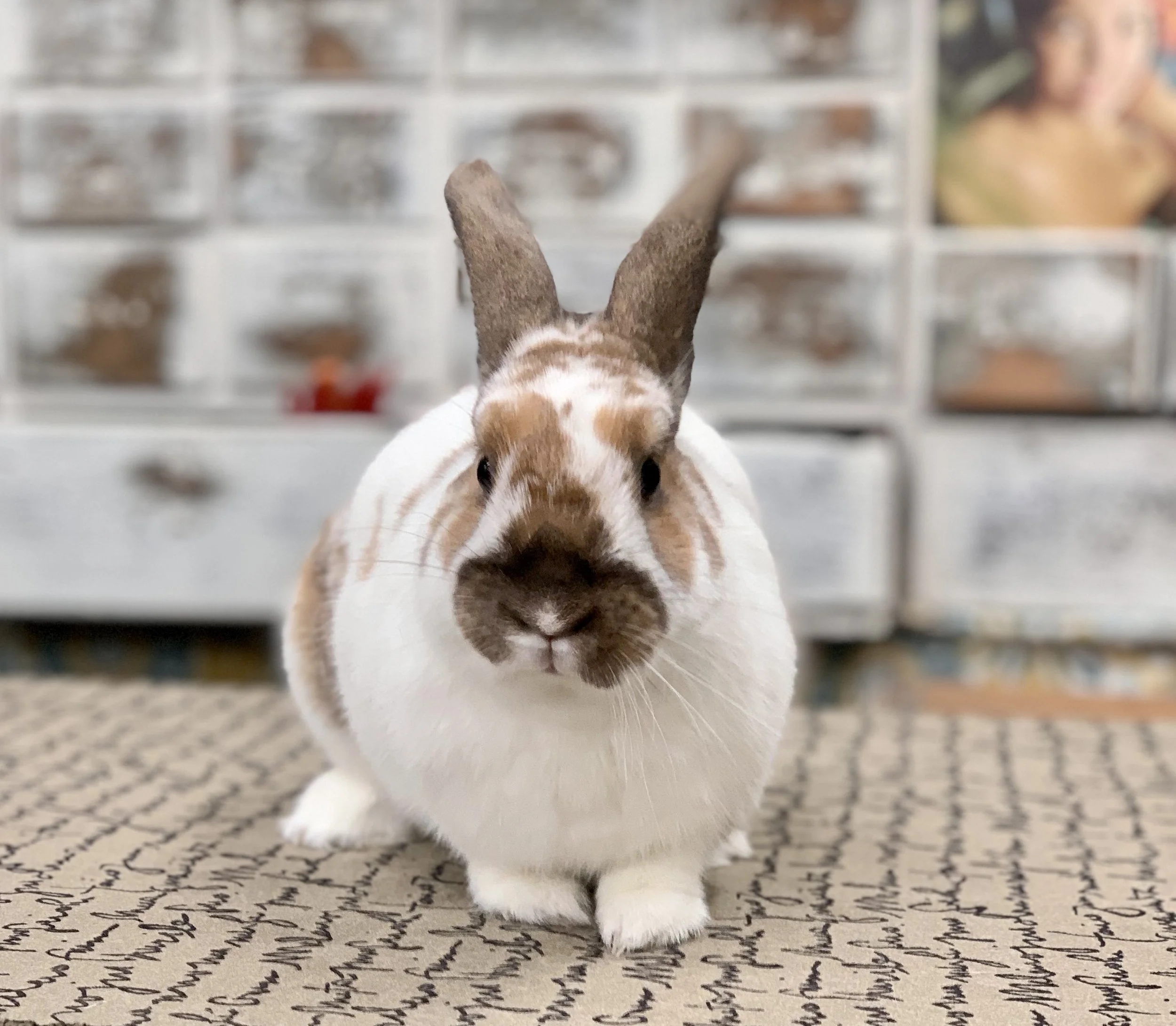 Events — Rabbit Advocates