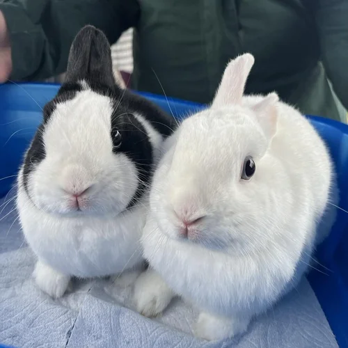 Rabbit Advocates