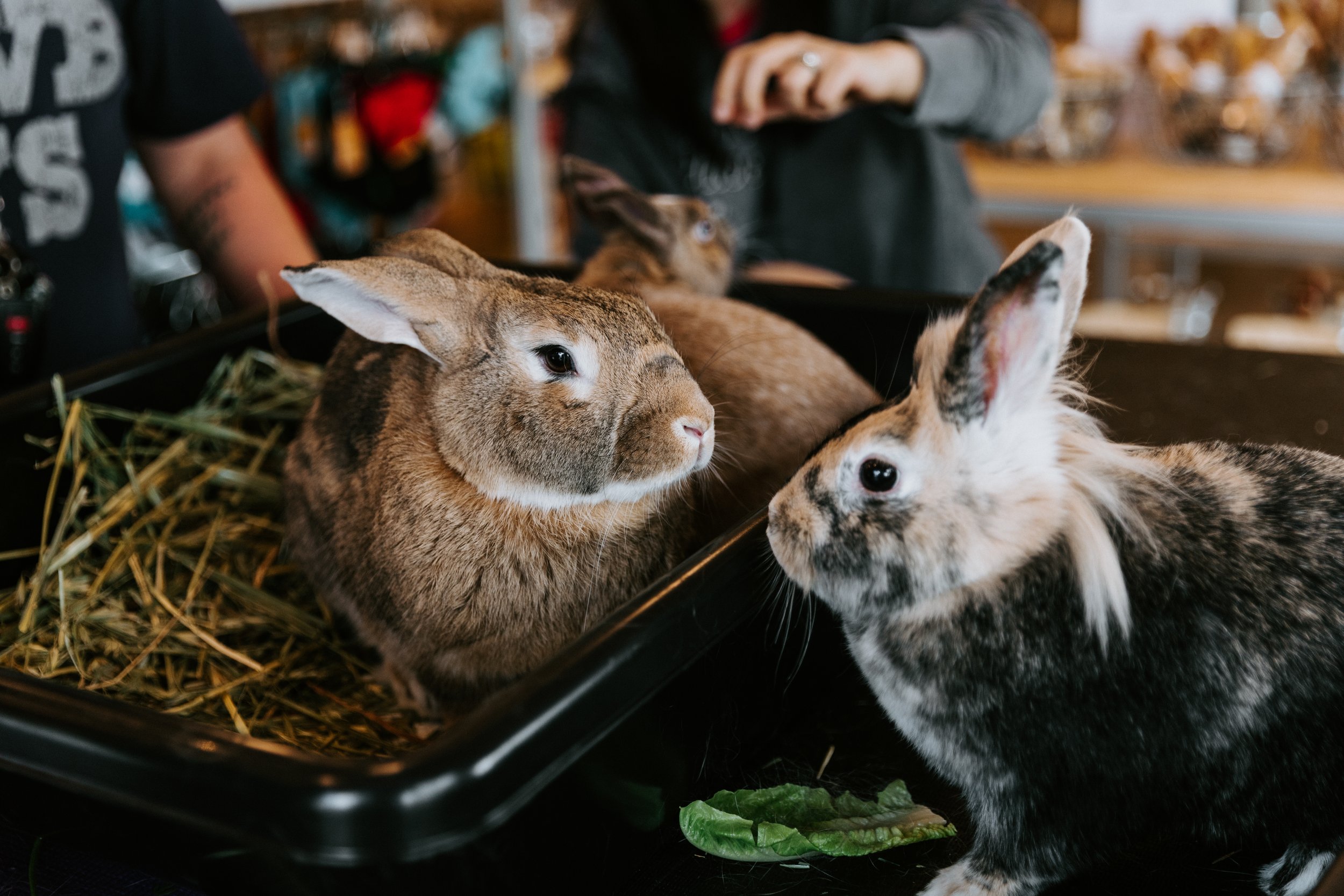 Bunny Bonding — Rabbit Advocates