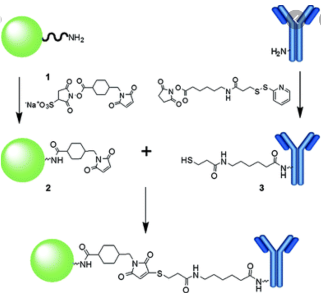 Electrophiles and Nucleophiles: Basic Bioconjugation Strategies ...