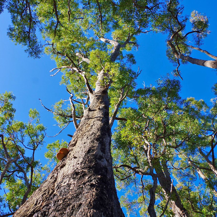 Let the trees tell you their story — Living Water