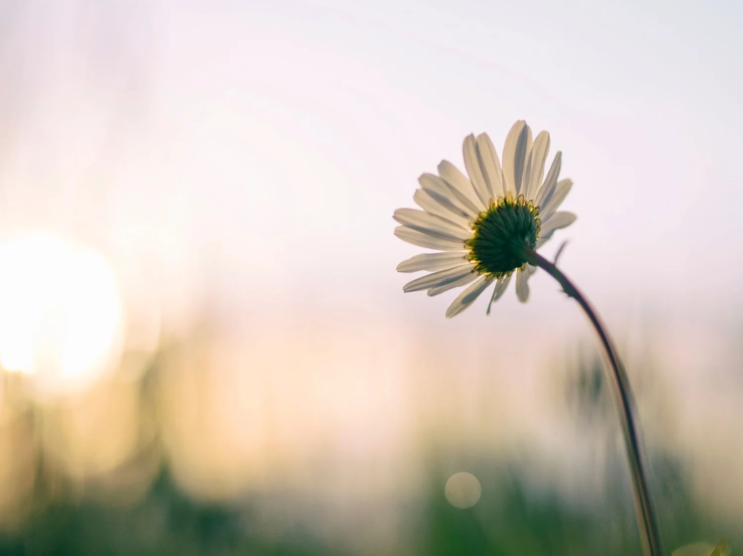 Integrative Holistic Services — Center for Living Health