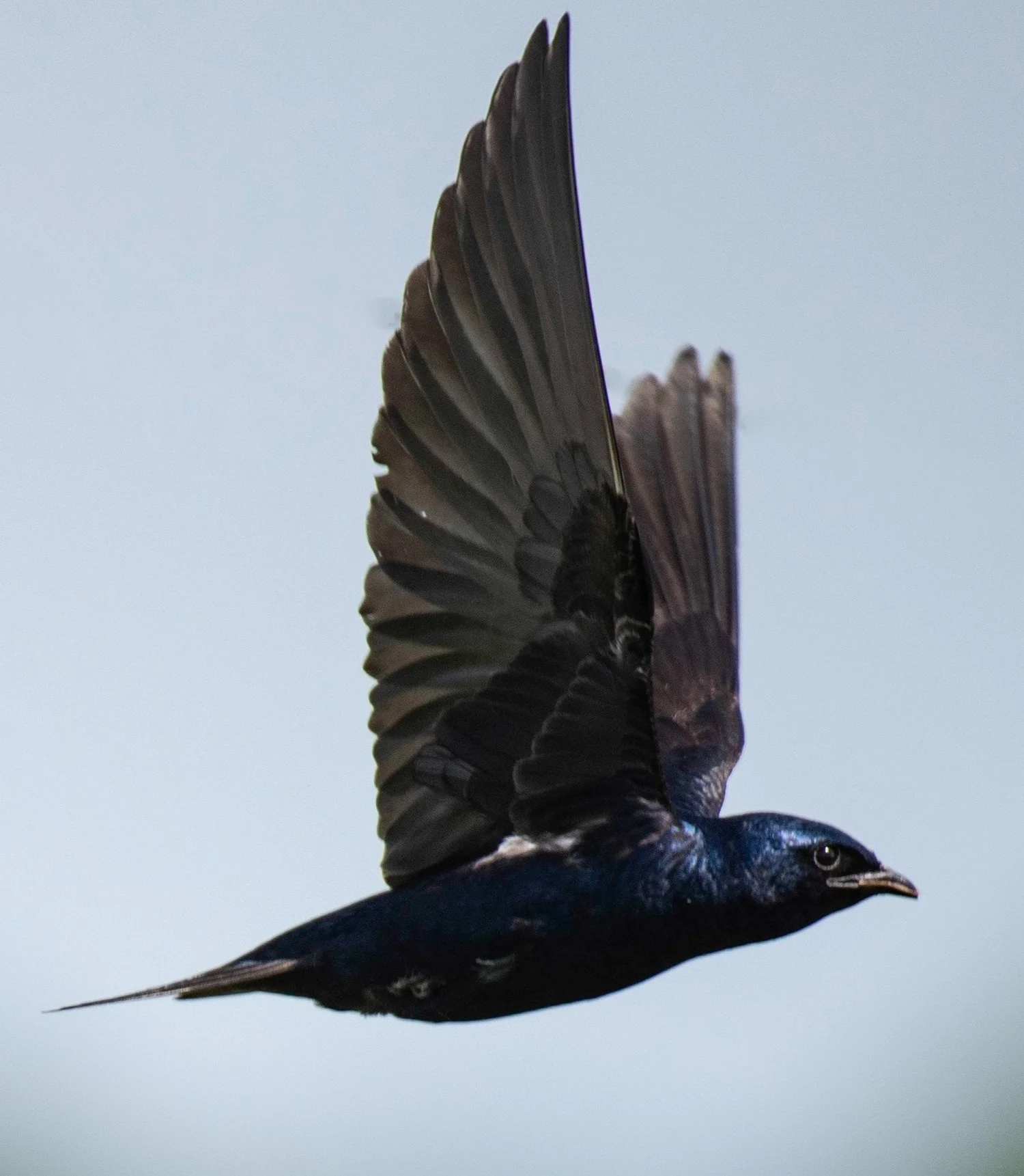 Wildlife Feature Part I: Meet the Martins — Columbia Slough Watershed ...