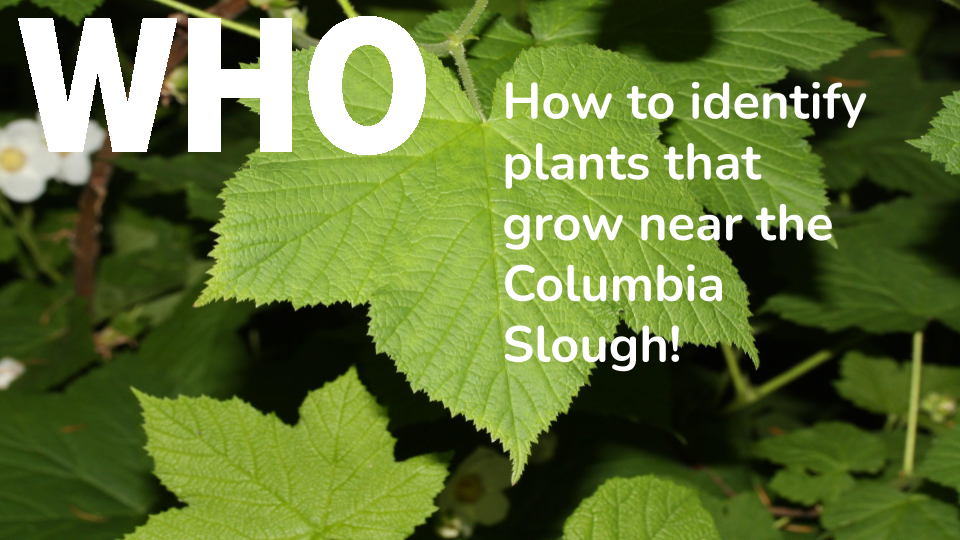 Education — Columbia Slough Watershed Council