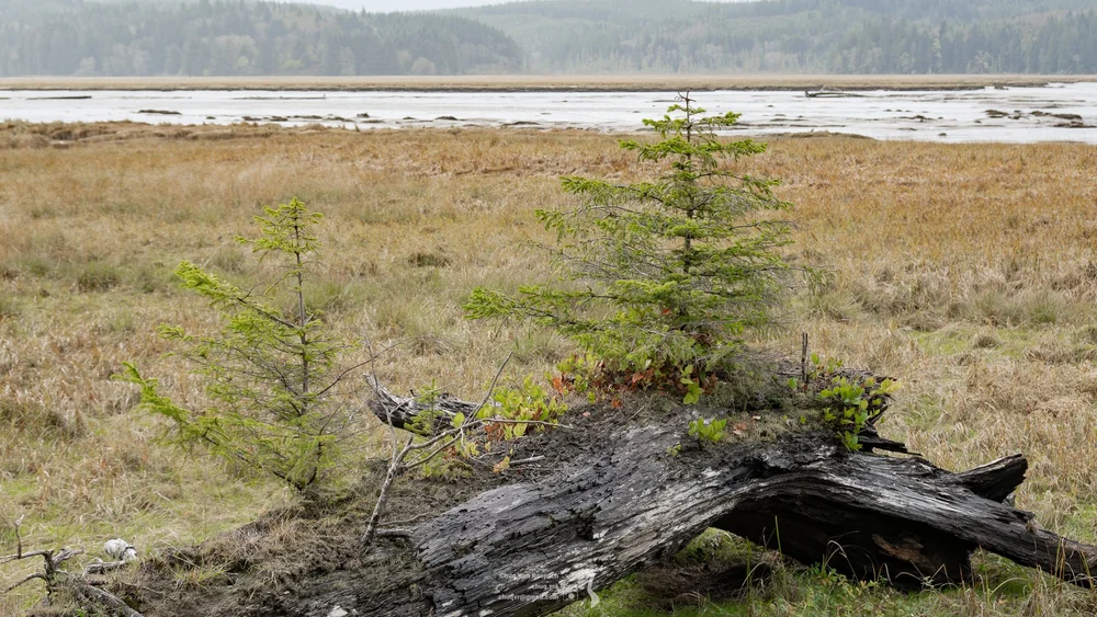 Photo Wednesday: Nurse Tree — Chuq Von Rospach - Birds - Landscapes ...