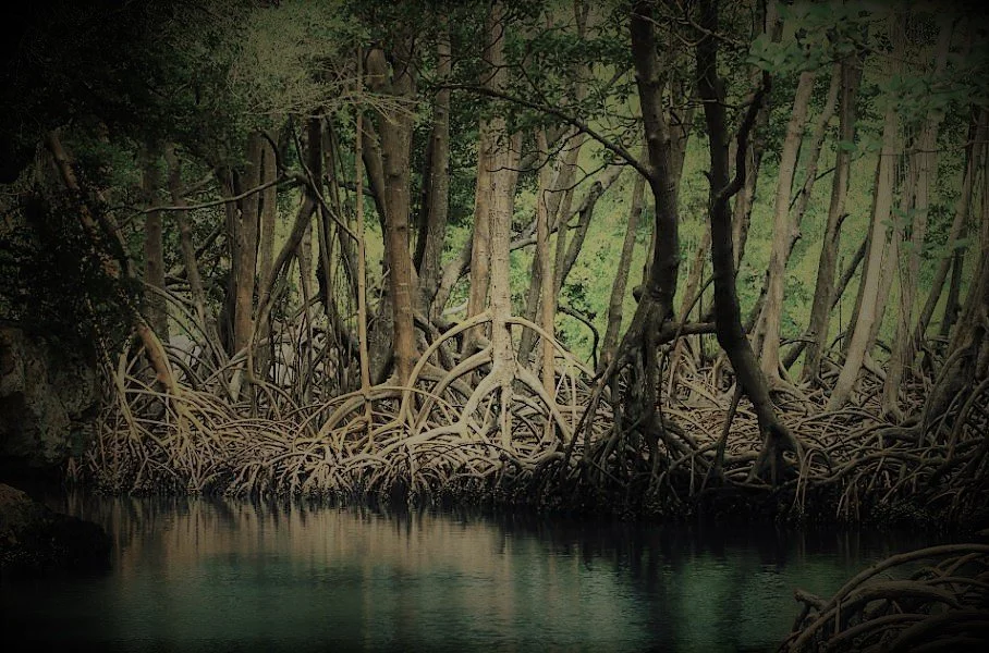 The Curse of La Ciguapa of The Dominican Republic — Facts-Chology