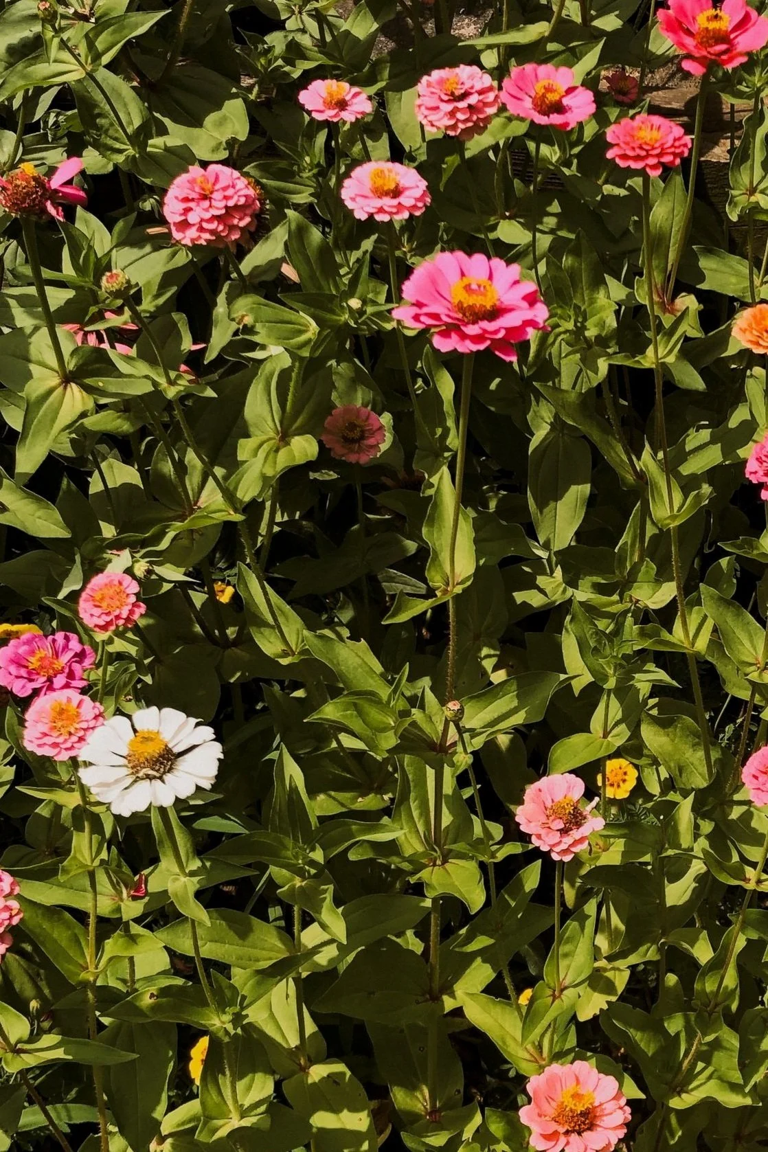 10 Easy to Grow Flowers for Your Mary Garden — Married & a House | A ...