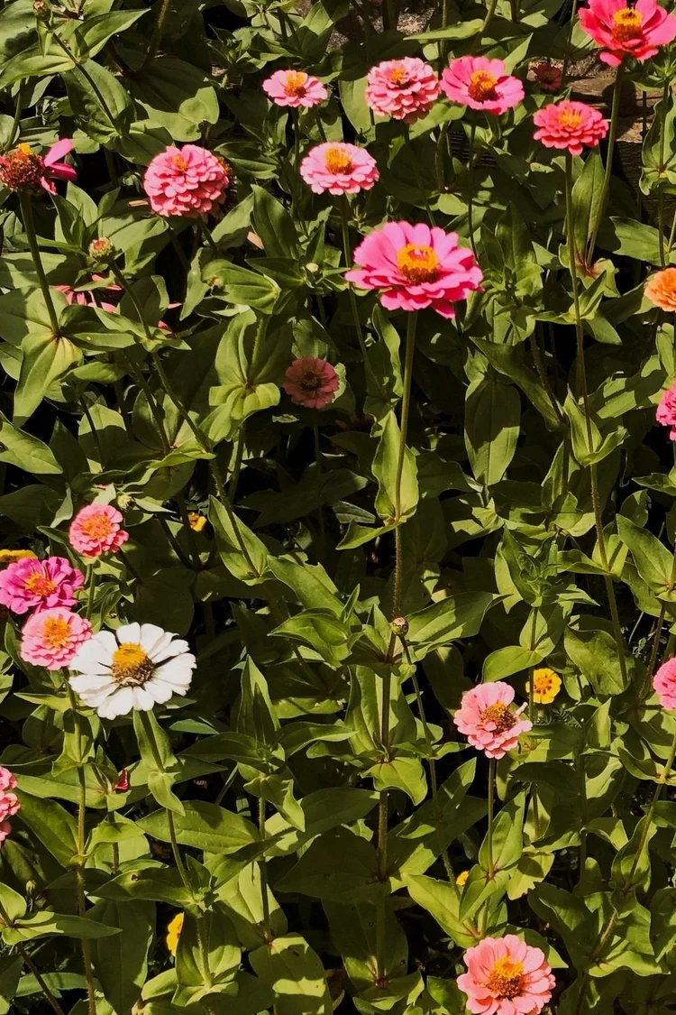 10 Easy to Grow Flowers for Your Mary Garden — Married & a House | A ...