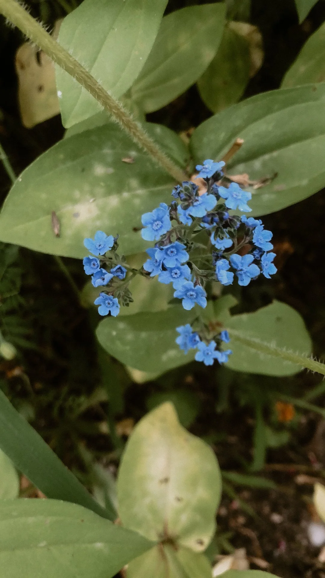 10 Easy to Grow Flowers for Your Mary Garden — Married & a House | A ...