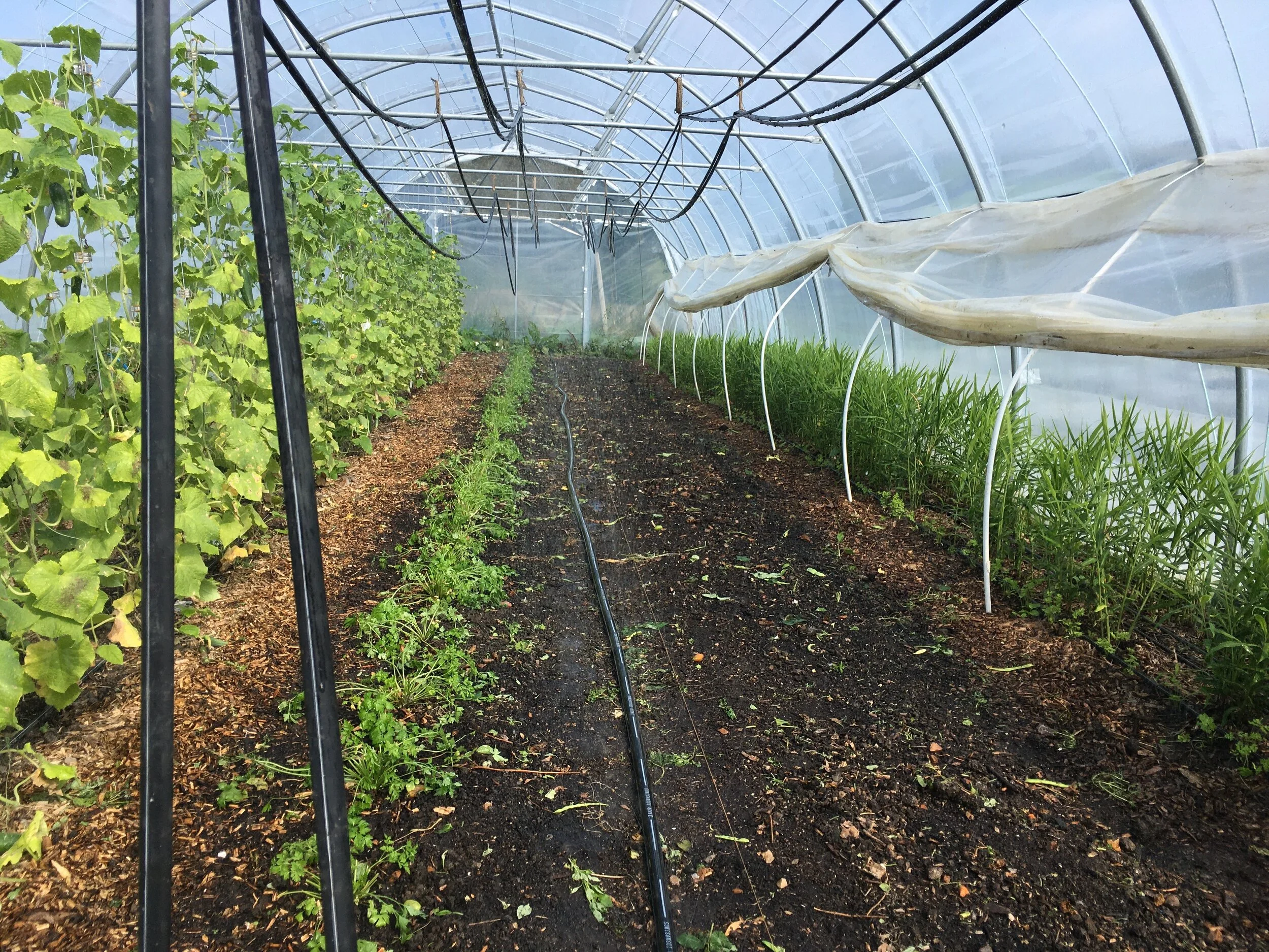WORK WITH US — Springtail Farm