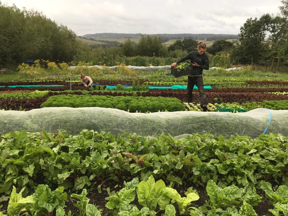 WORK WITH US — Springtail Farm
