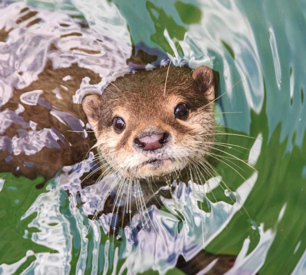 Otters in Scotland: An Adorable Creatures Guide