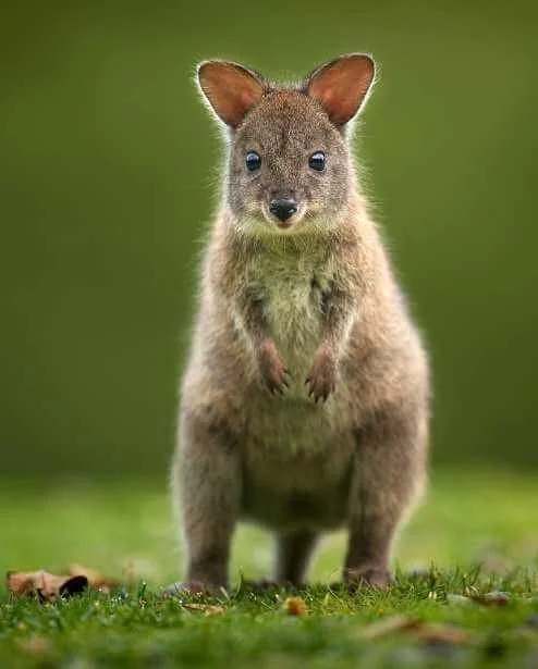 Wallabies on Wallaby Island in Loch Lomond | Guide & Tips