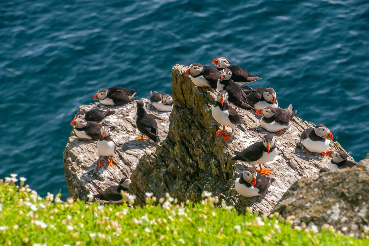 Puffins in Scotland: The Where, The When & The How