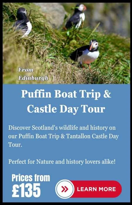 Puffins in Scotland: The Where, The When & The How