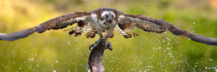 Ospreys in Scotland: Where to Spot Them and Fun Facts