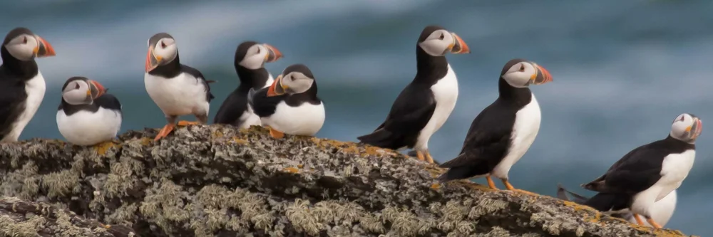 Discover Puffins in Scotland: The Best Places to See Them