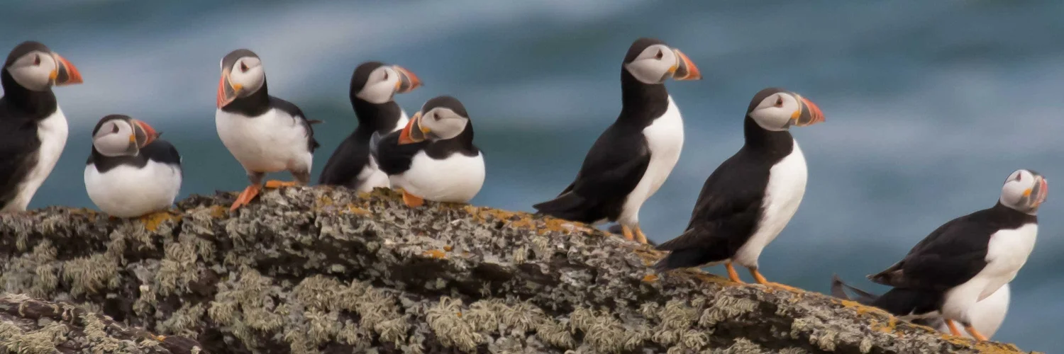 Discover Puffins in Scotland: The Best Places to See Them