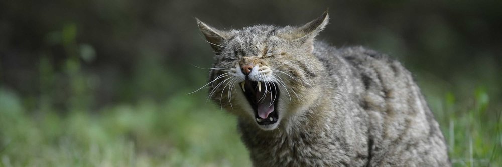 Scottish Wildcats: Facts, Habitat and Conservation Efforts