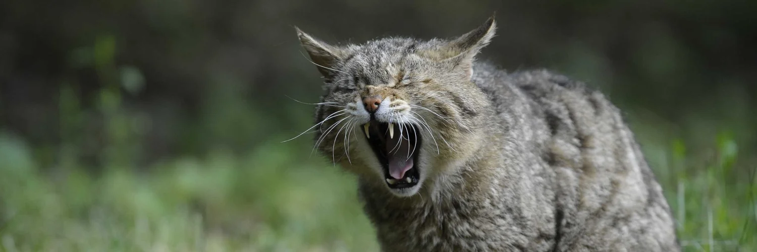 Scottish Wildcats: Facts, Habitat and Conservation Efforts