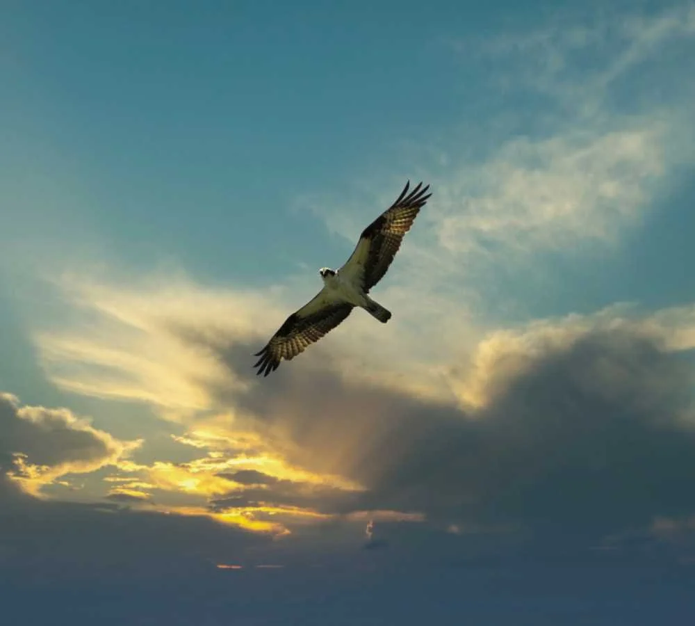 Ospreys in Scotland: Where to Spot Them and Fun Facts