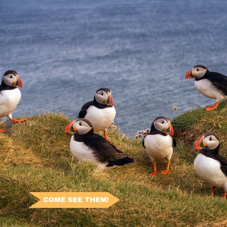 Puffins in Scotland: The Where, The When & The How