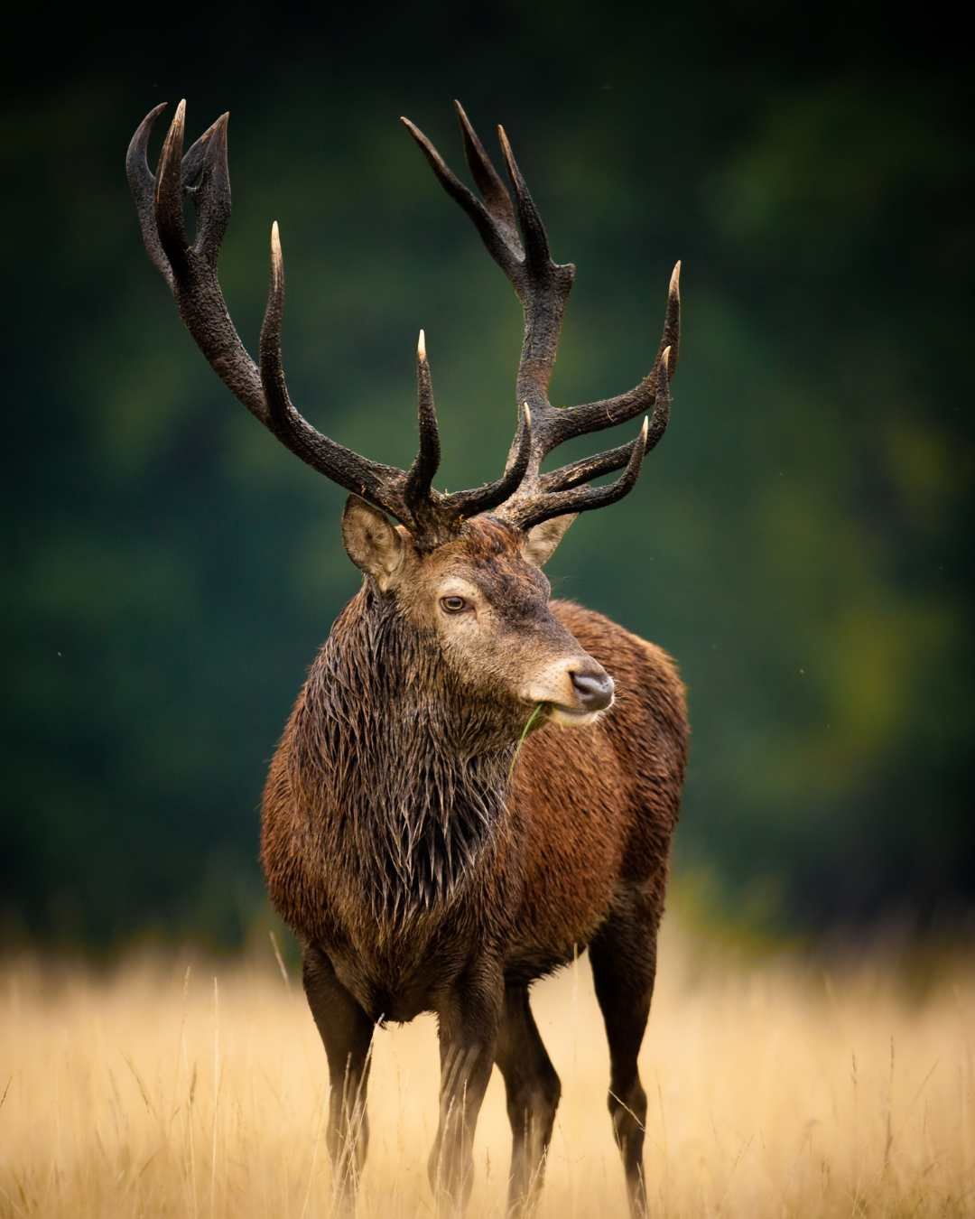 Red Deer in Scotland: Fun Facts, Top Tips & Where to Find Them