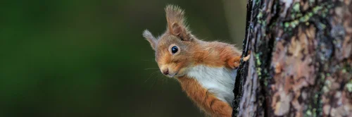 Scotland's Charming Red Squirrels: Habitat, Diet and More