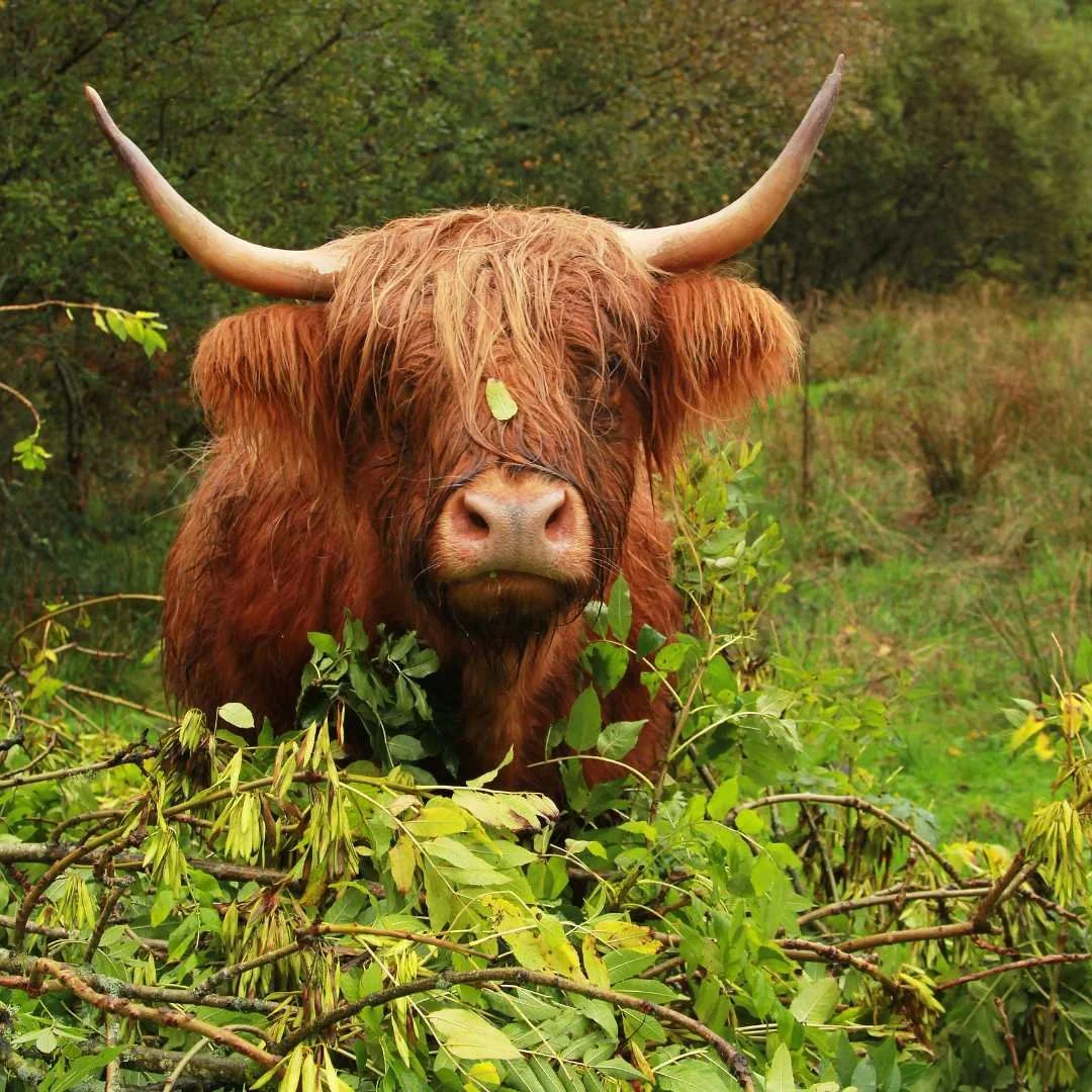 Highland Cows in Scotland: Everything You Need to Know & Where to Find Them
