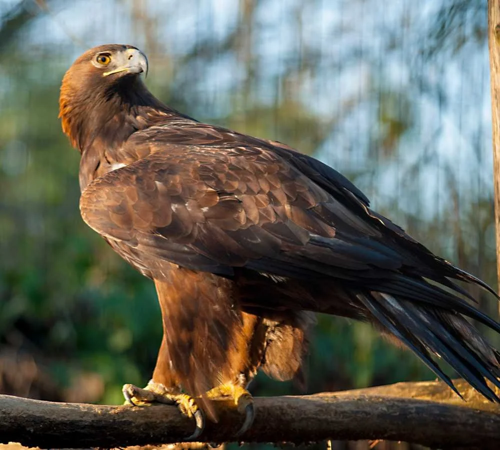Discover the Majestic Golden Eagles in Scotland