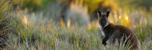 Wallabies on Wallaby Island in Loch Lomond | Guide & Tips