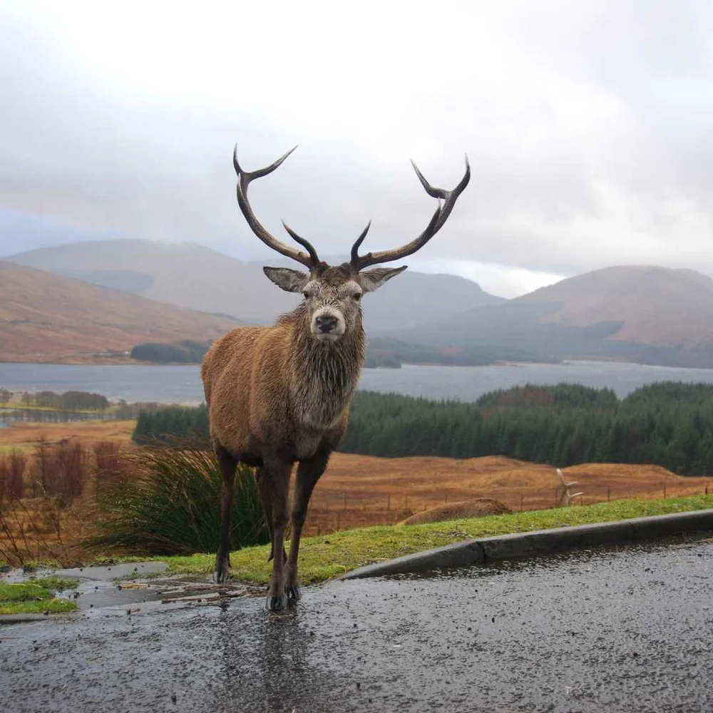 Red Deer in Scotland: Fun Facts, Top Tips & Where to Find Them