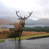 Red Deer in Scotland: Fun Facts, Top Tips & Where to Find Them