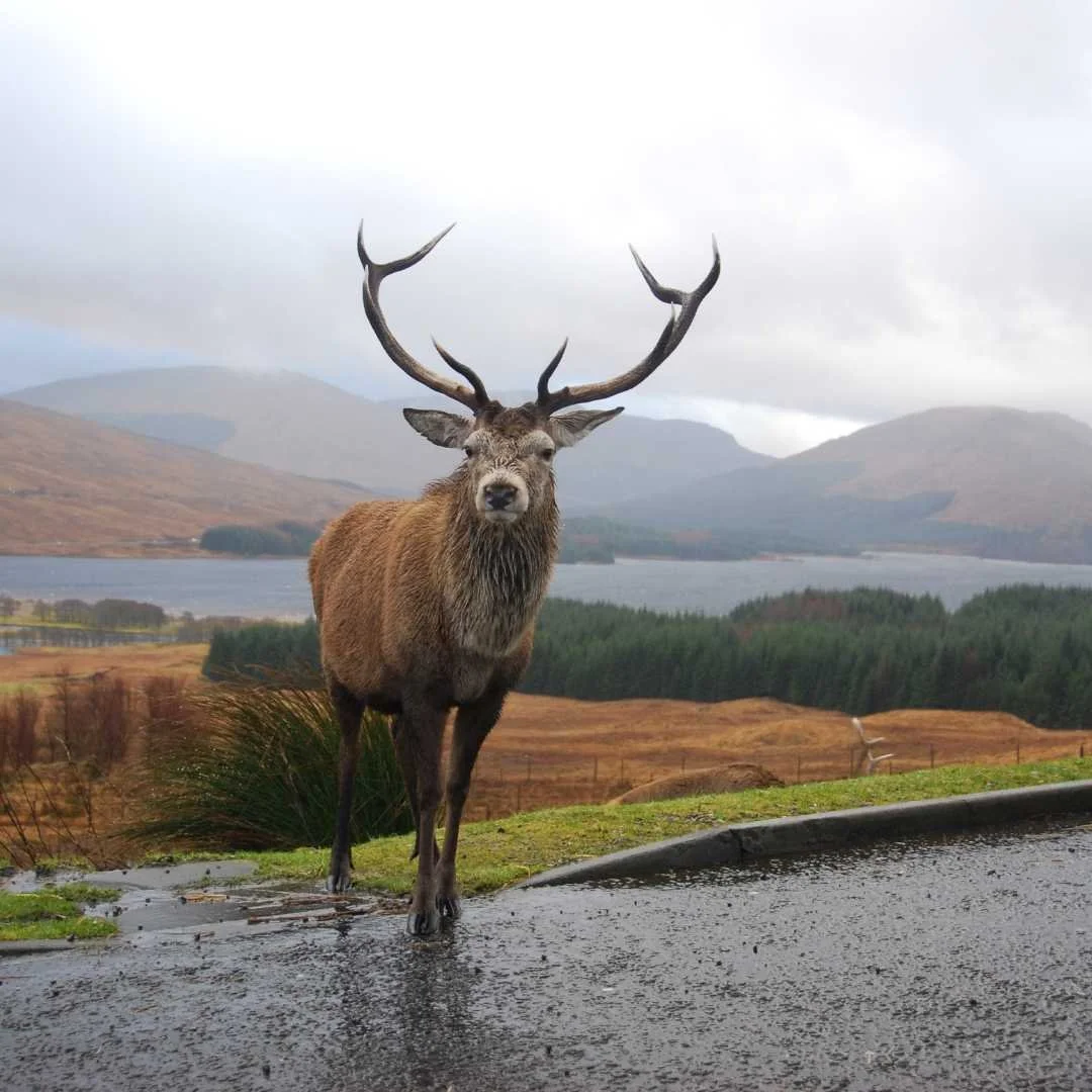 Red Deer in Scotland: Fun Facts, Top Tips & Where to Find Them