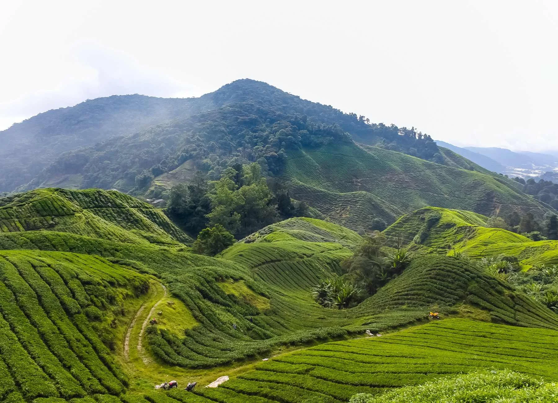 Legacy of the McGregor Clan: History, Tartan, and Motto