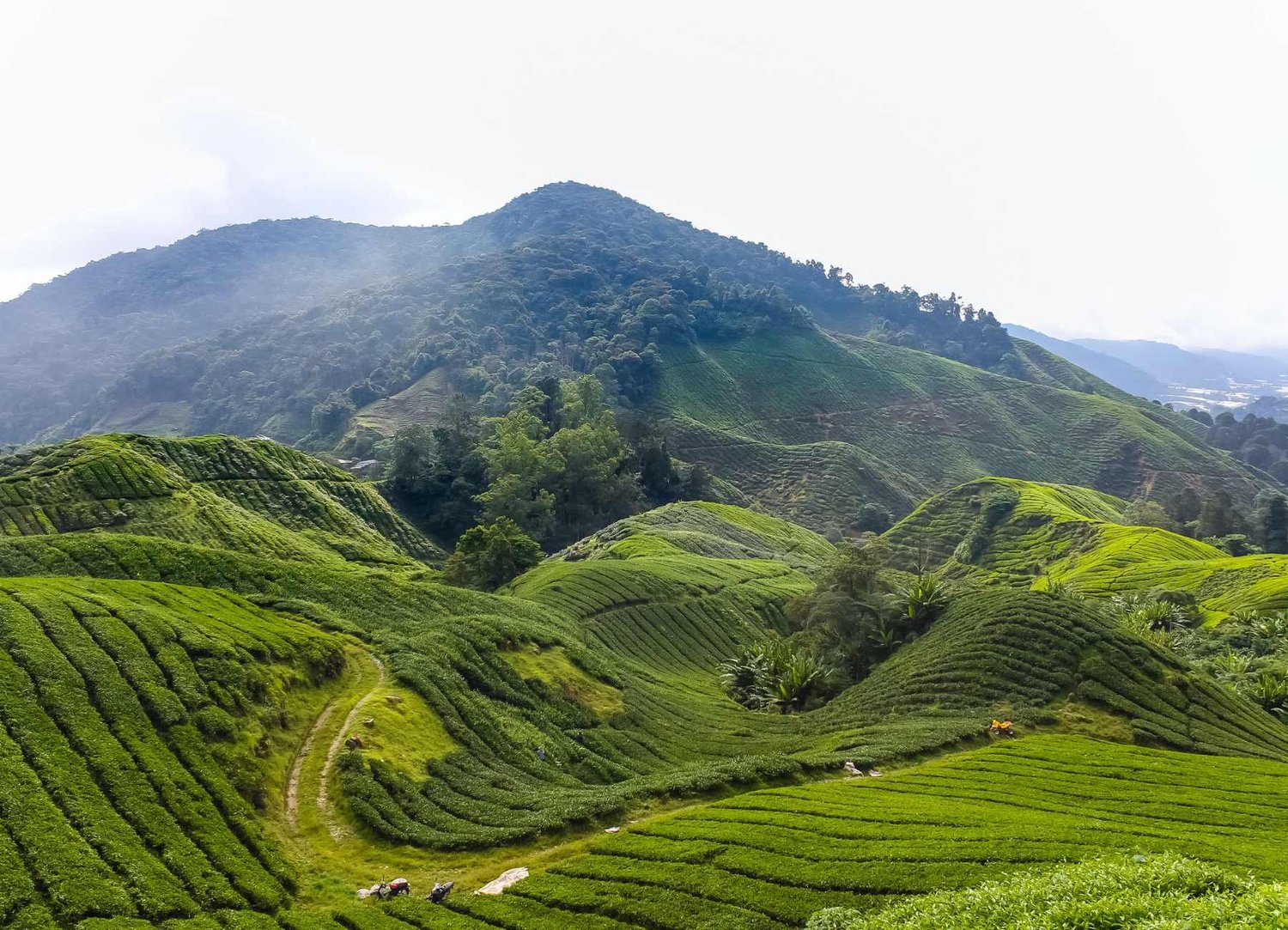 Legacy of the McGregor Clan: History, Tartan, and Motto