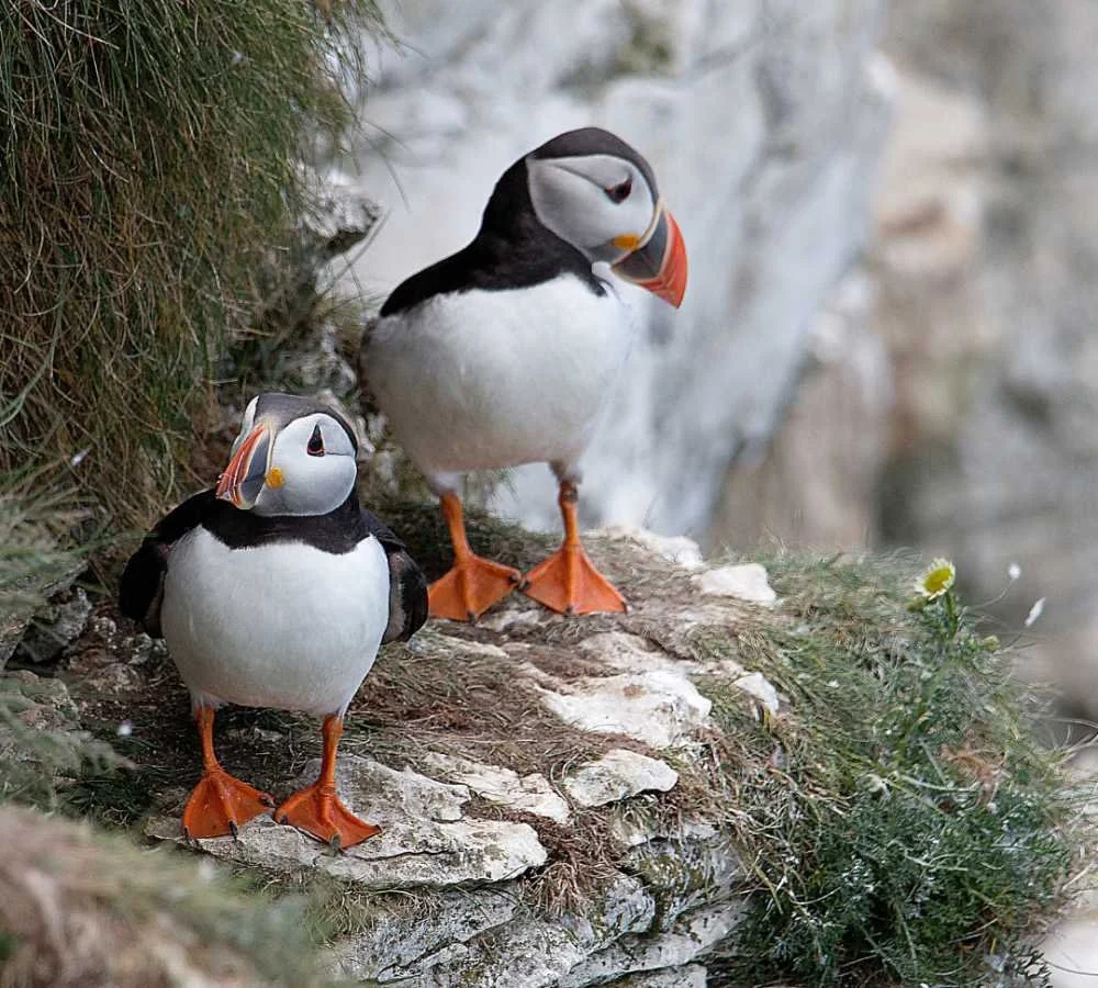Discover Puffins in Scotland: The Best Places to See Them