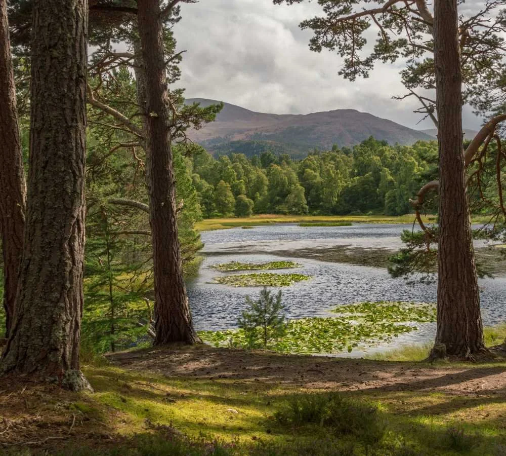 Red Deer in Scotland: Fun Facts, Top Tips & Where to Find Them
