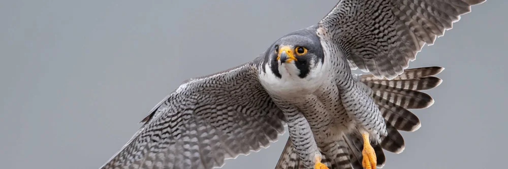 Scotland's Iconic Peregrine Falcons