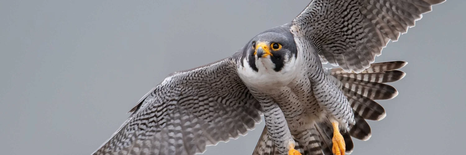 Scotland's Iconic Peregrine Falcons
