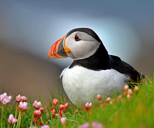 Discover Puffins in Scotland: The Best Places to See Them