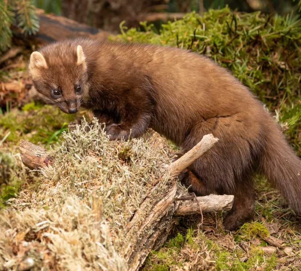 Discover the Elusive Pine Marten in Scotland