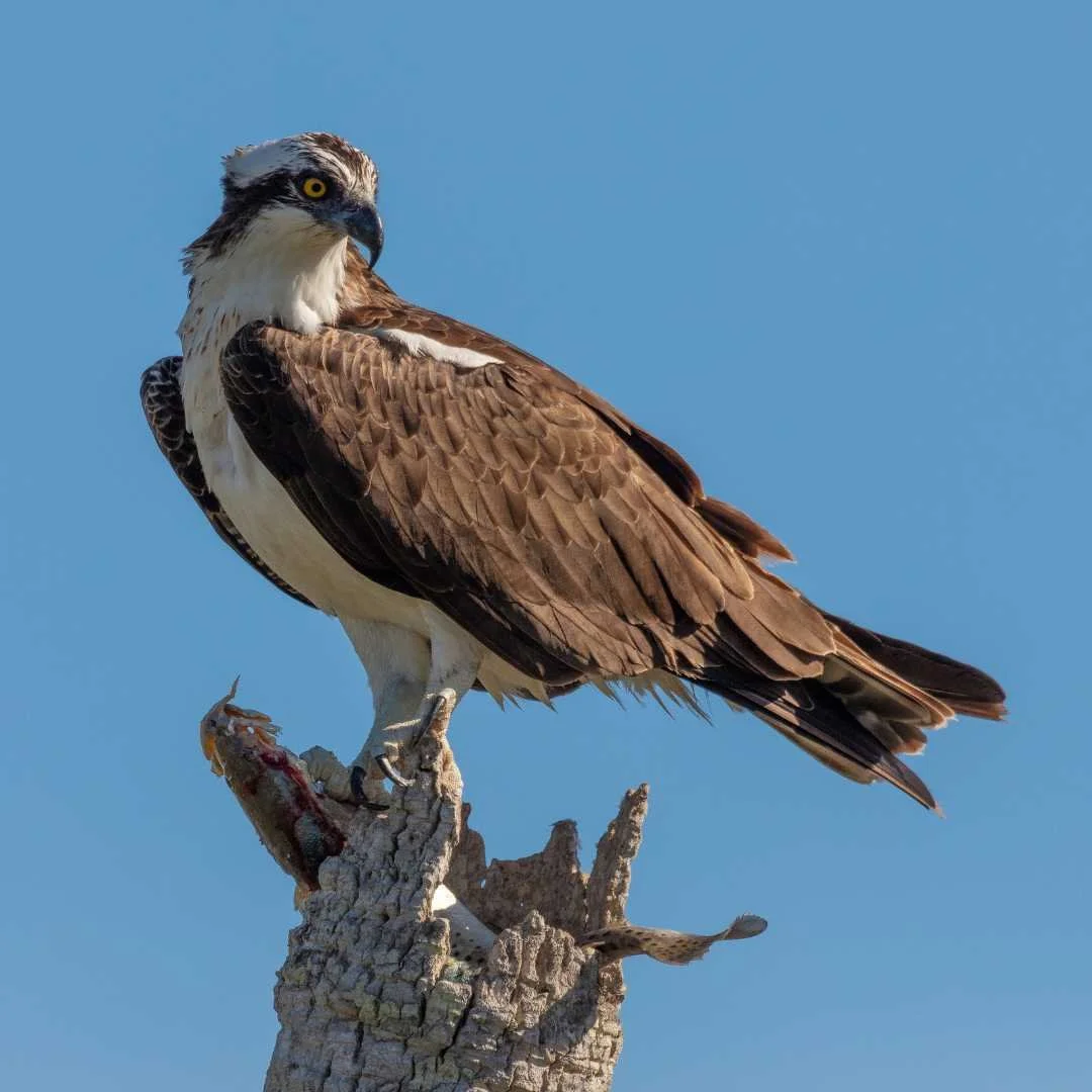 Discover Scottish Wildlife & Guides