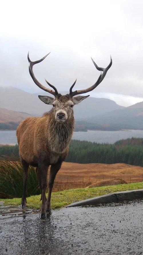 Clan Cameron: Unraveling the Historic Legacy of the Scottish Highlanders