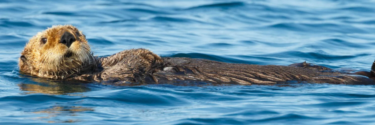 Otters in Scotland: An Adorable Creatures Guide