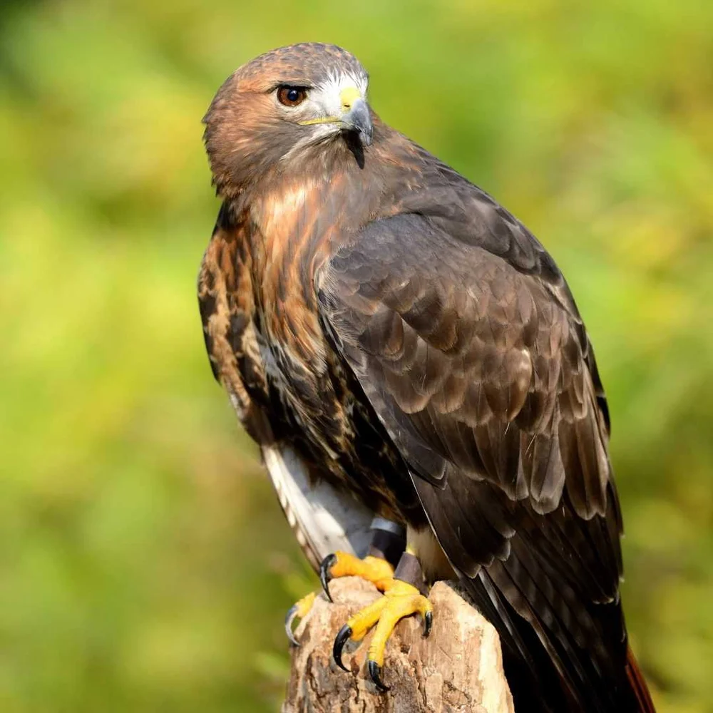 Discover Scottish Wildlife & Guides