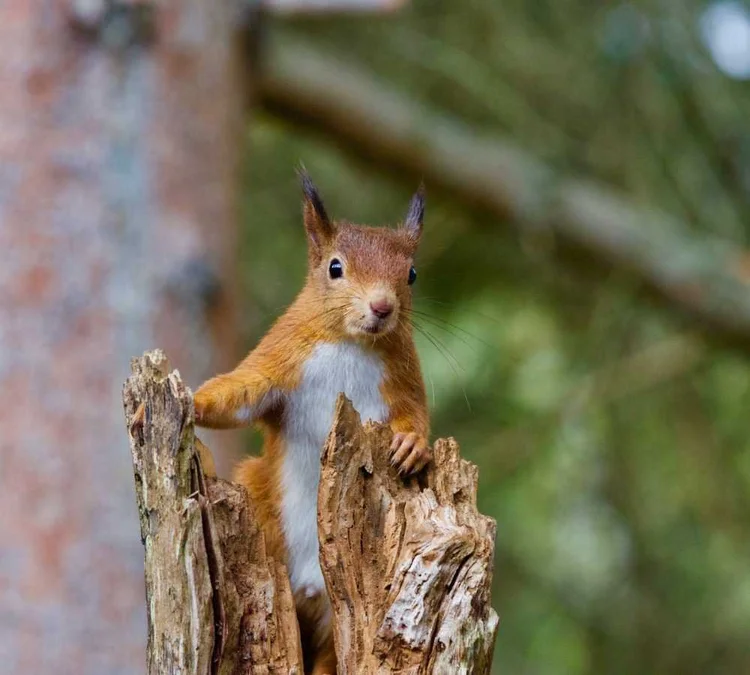 Scotland's Charming Red Squirrels: Habitat, Diet and More